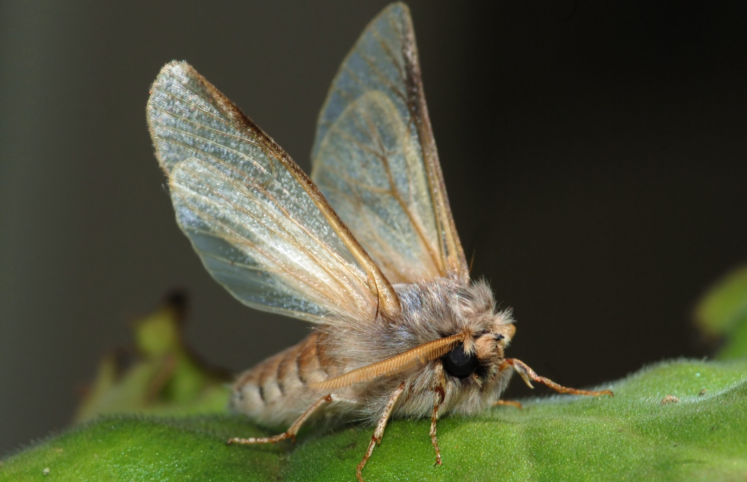 Moth Week observances July 24 - Cornelius Today