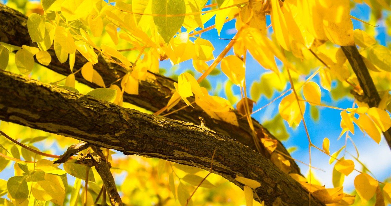 Weather: Perfect fall weekend | Cornelius Today