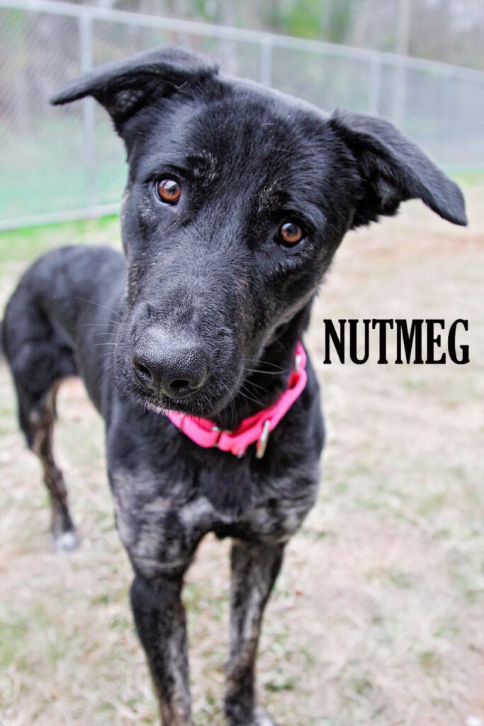 Lake Norman Humane seeks donations for a rescue's surgery | Cornelius Today Lake Norman Humane seeks donations for a rescue's surgery | Cornelius Today