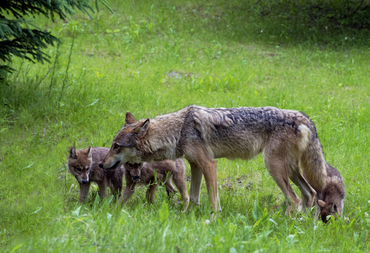 Coyote sightings on the rise as pup season gears up | Cornelius Today