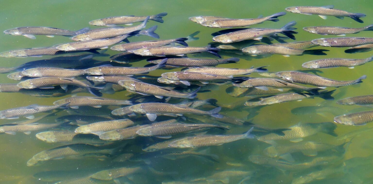 Reverse fishing at Blythe Landing | Cornelius Today