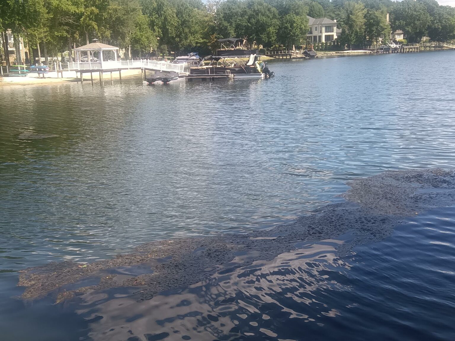 Those dense, smelly mats on the lake are called 'lyngbya' | Cornelius Today