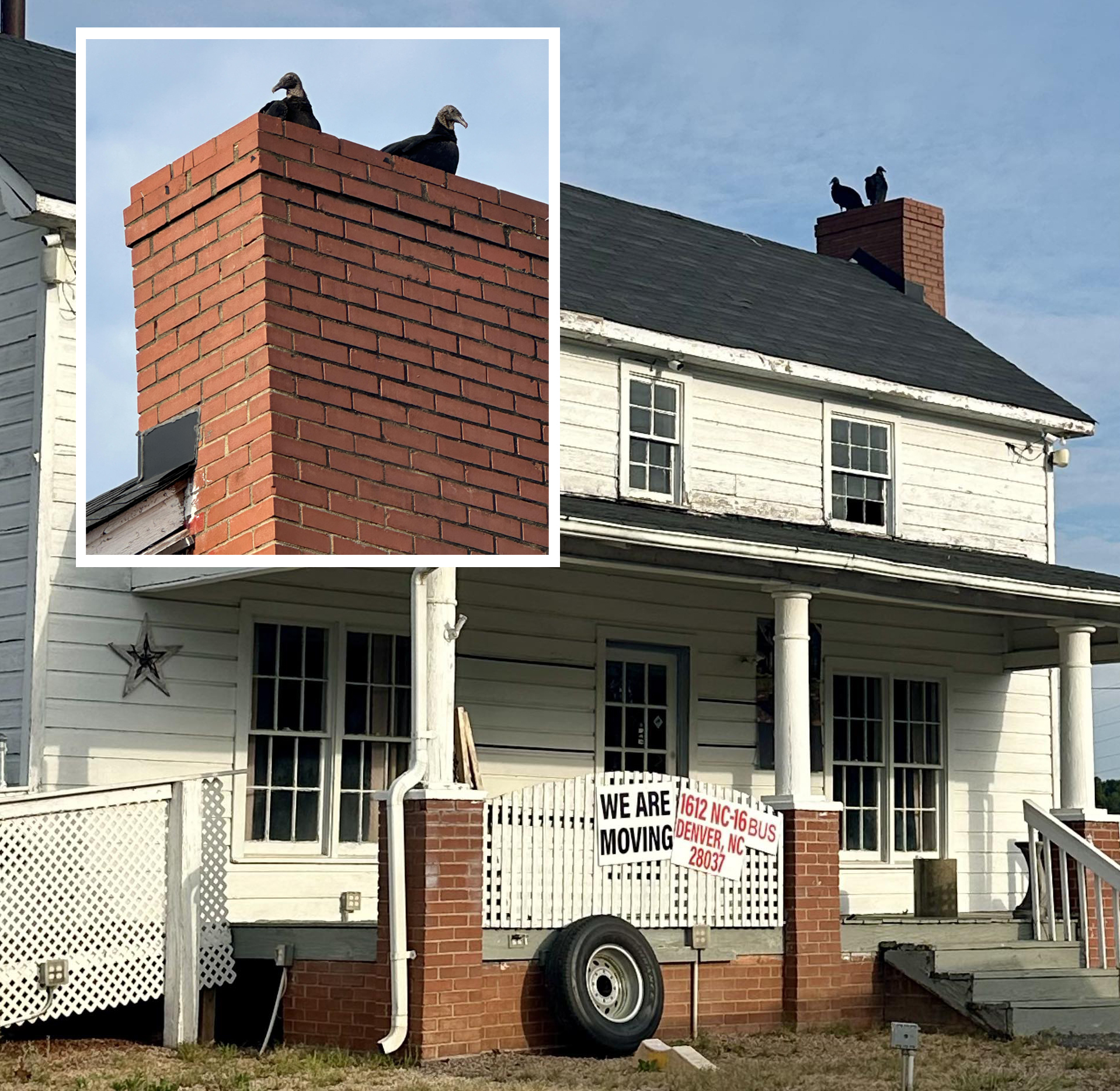 Junker project update: Vultures watch over W. Catawba | Cornelius Today